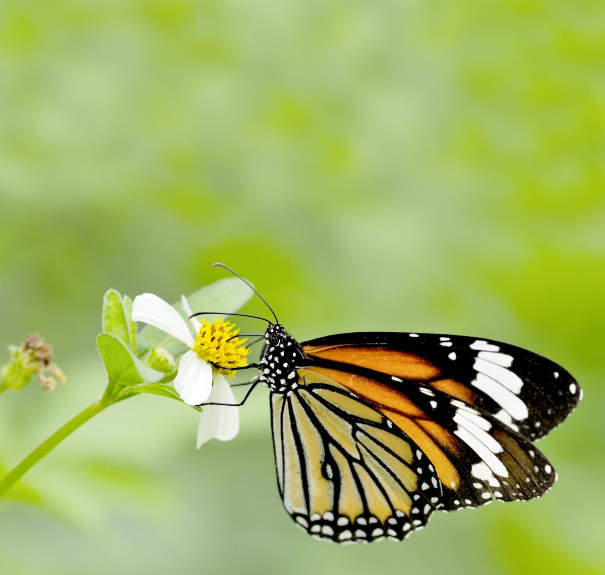 UPR Utuado – Universidad de Puerto Rico